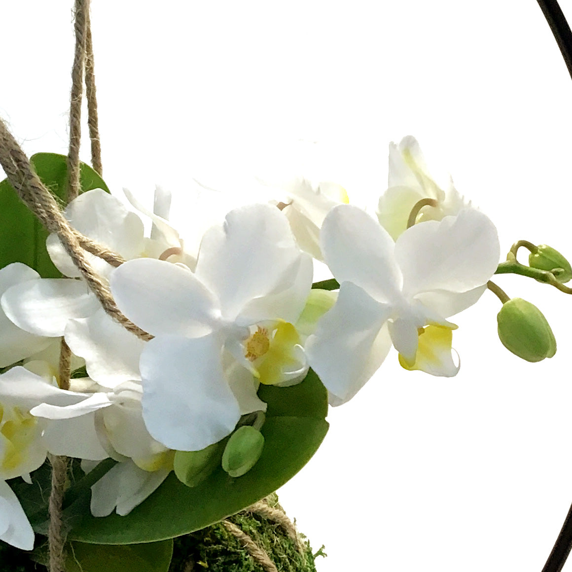 Orchid, 3in, Bramble Kokodama W/ Stand – Floral Acres Greenhouse ...