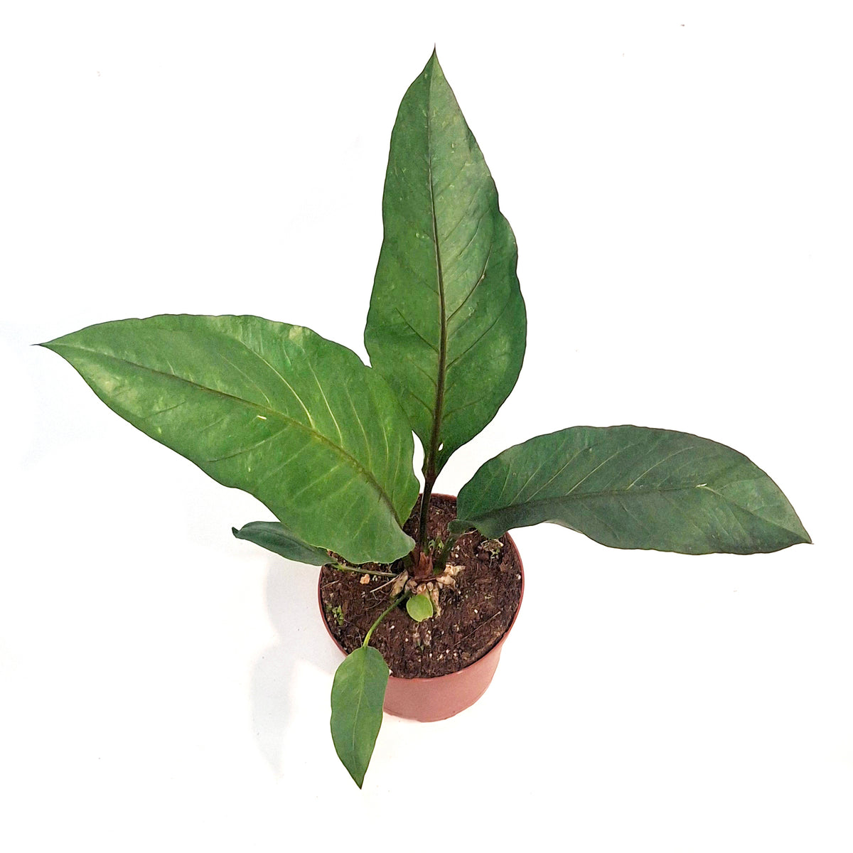 Anthurium, 6in, Big Red Bird – Floral Acres Greenhouse & Garden Centre