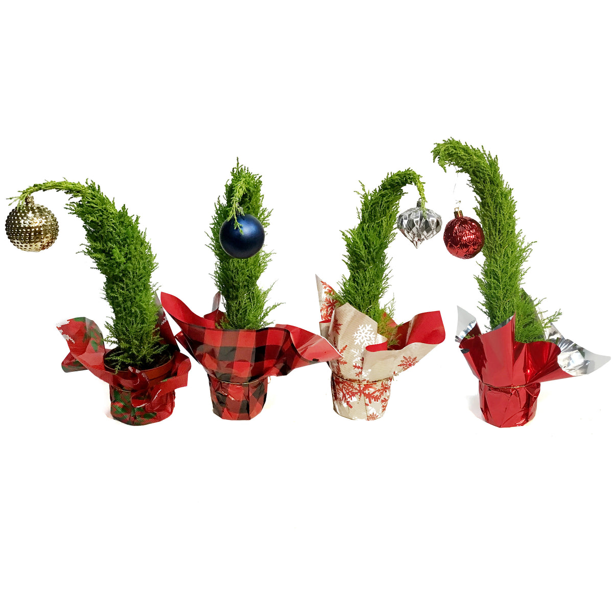 Cypress, 5in, Lemon/Wilma Grinch Tree w/ Mylar – Floral Acres ...