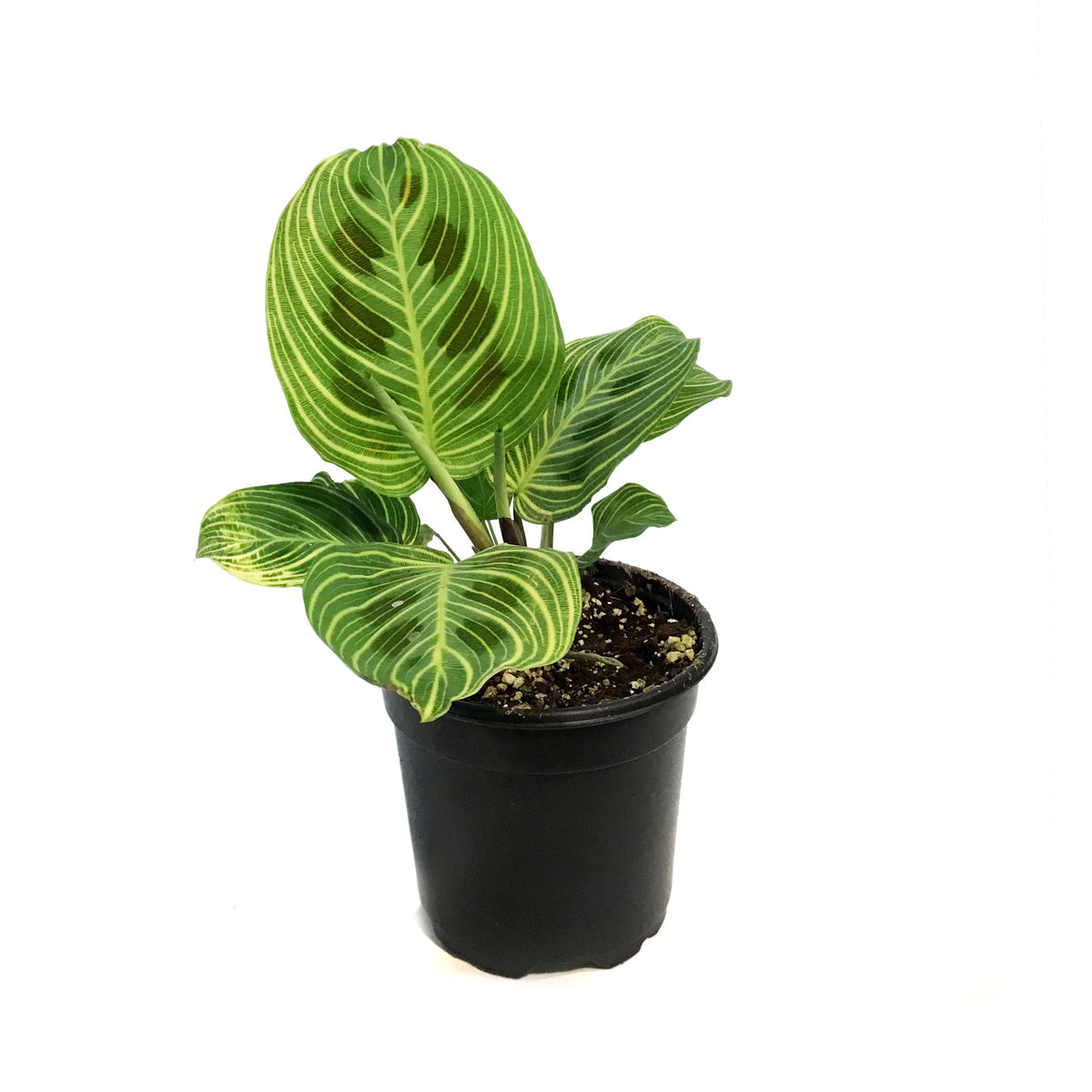 Maranta, 4in, Gold Lines – Floral Acres Greenhouse & Garden Centre