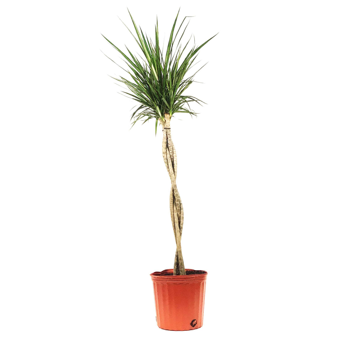 Dracaena, 10in, Marginata Cutback Braid – Floral Acres Greenhouse ...