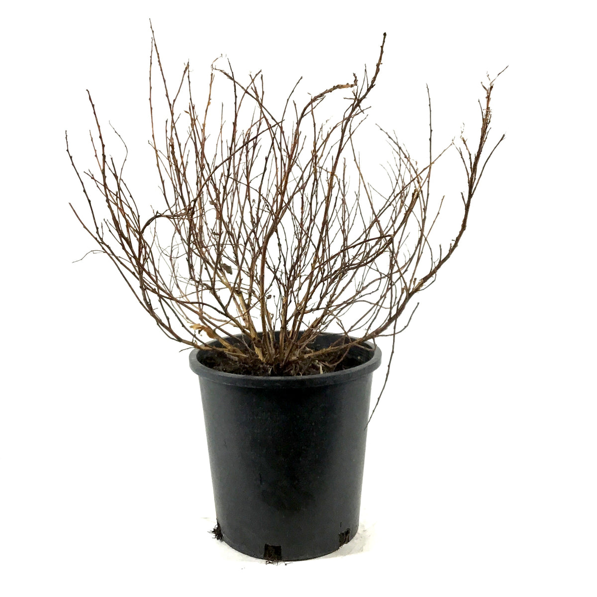 Ninebark, 2 gal, Raspberry Lemonade – Floral Acres Greenhouse & Garden ...