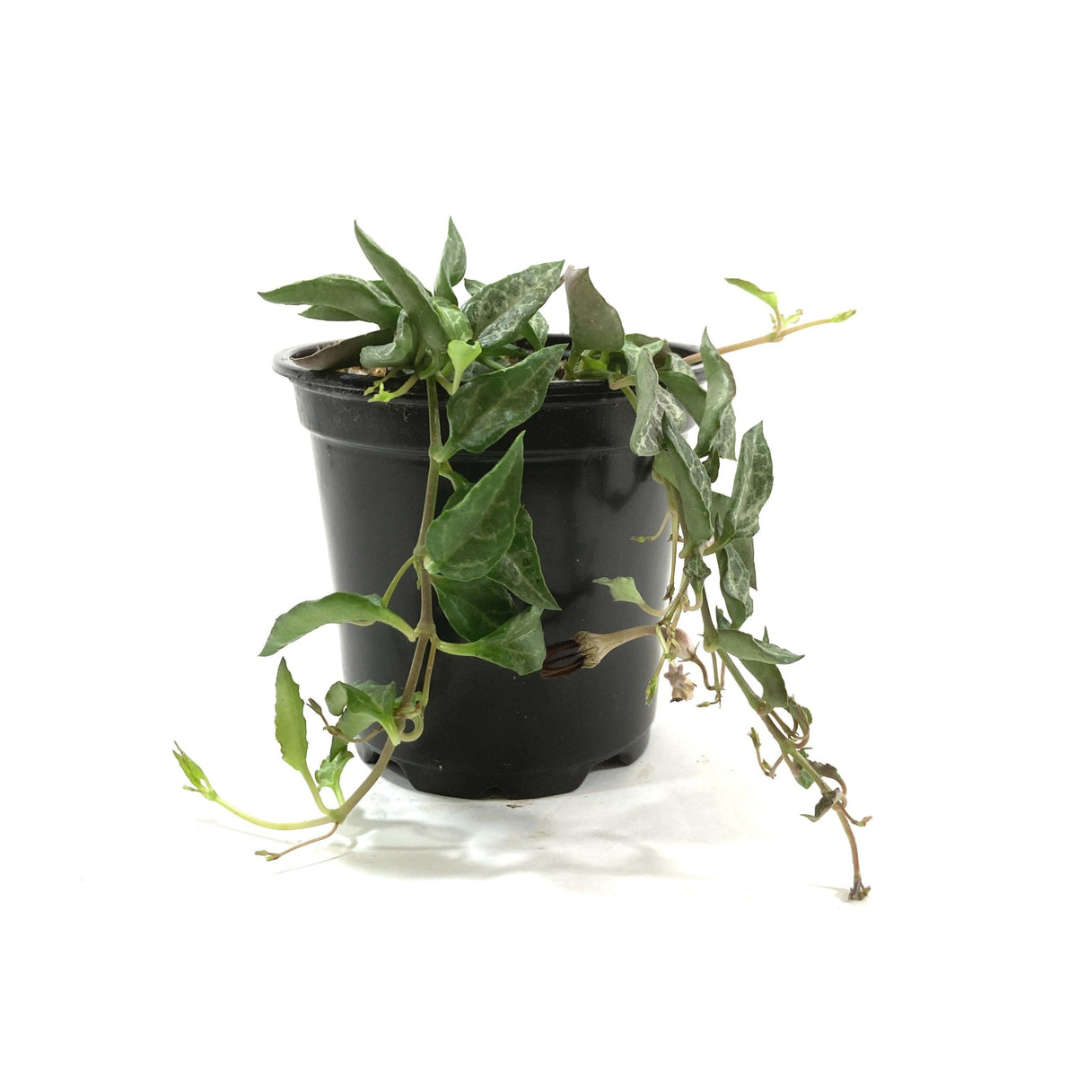 String of Spades/Arrows, 4in, Ceropegia woodii – Floral Acres ...