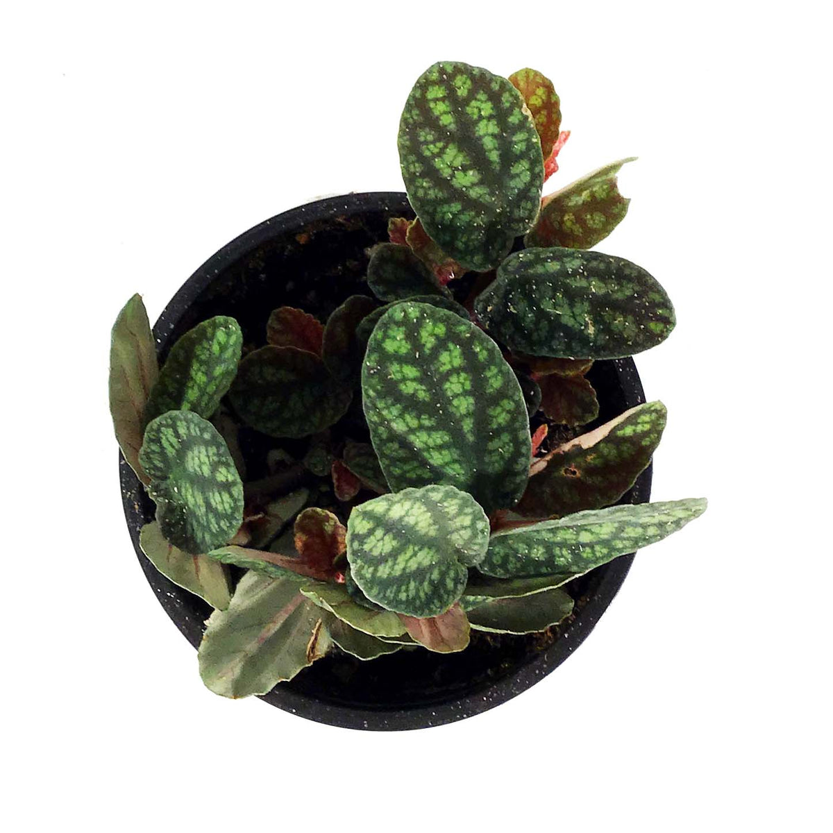 Pellionia, 4in, Polynesian Ivy – Floral Acres Greenhouse & Garden Centre