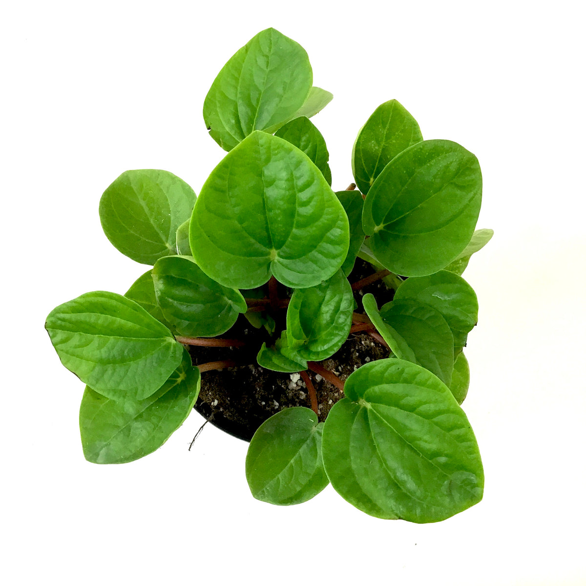 Peperomia, 4in, Leap Frog – Floral Acres Greenhouse & Garden Centre