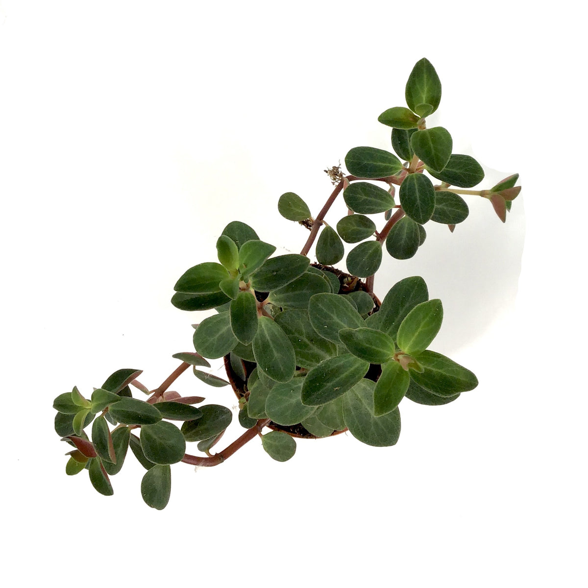 Peperomia, 2.5in, Verticillata Red Log – Floral Acres Greenhouse ...