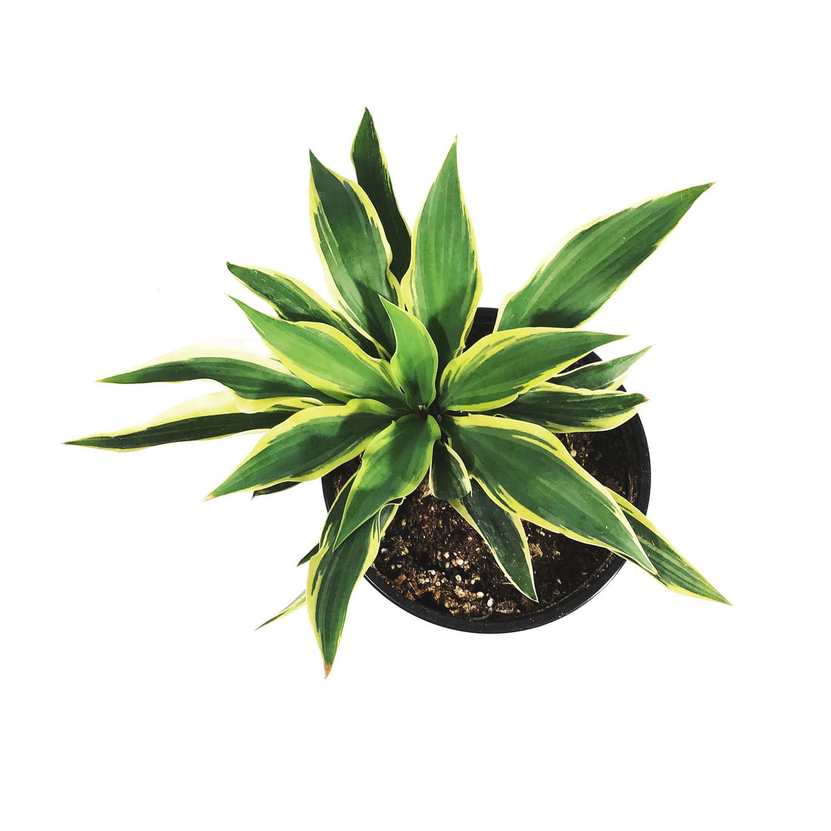 Hosta, 1 gal, Bobcat – Floral Acres Greenhouse & Garden Centre