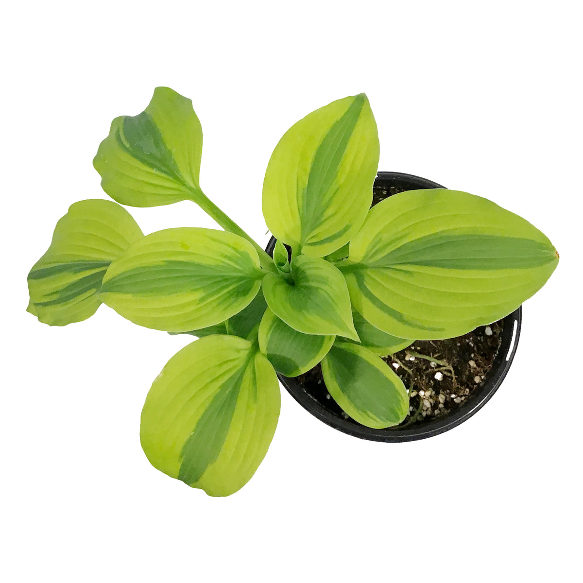 Hosta, 1 gal, Velvet Moon – Floral Acres Greenhouse & Garden Centre