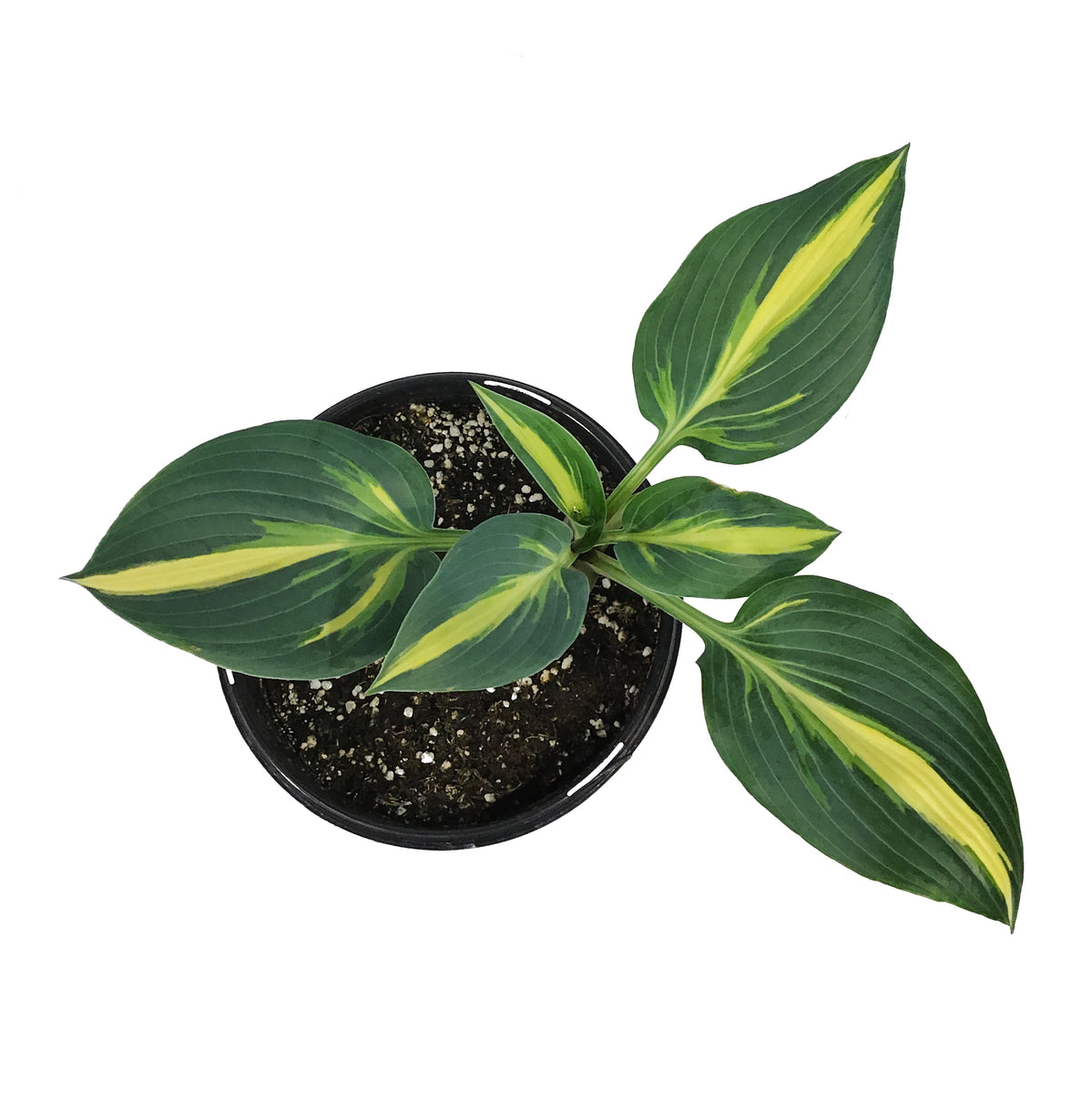 Hosta, 1 gal, Magic Island – Floral Acres Greenhouse & Garden Centre