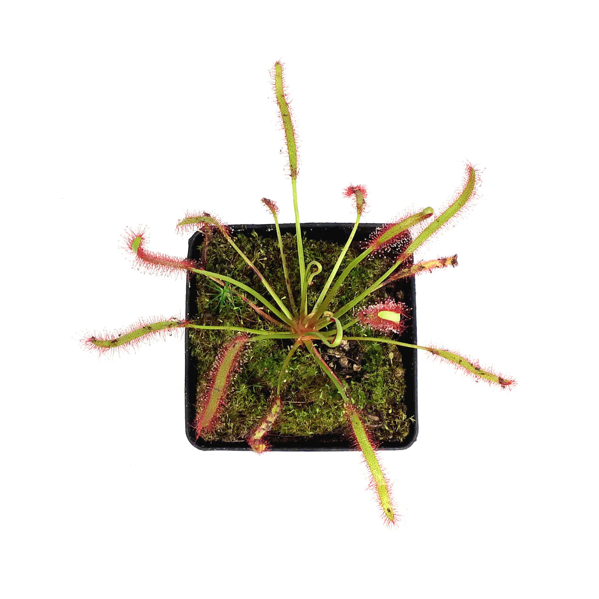 Sundew, 3.5in, Cape – Floral Acres Greenhouse & Garden Centre