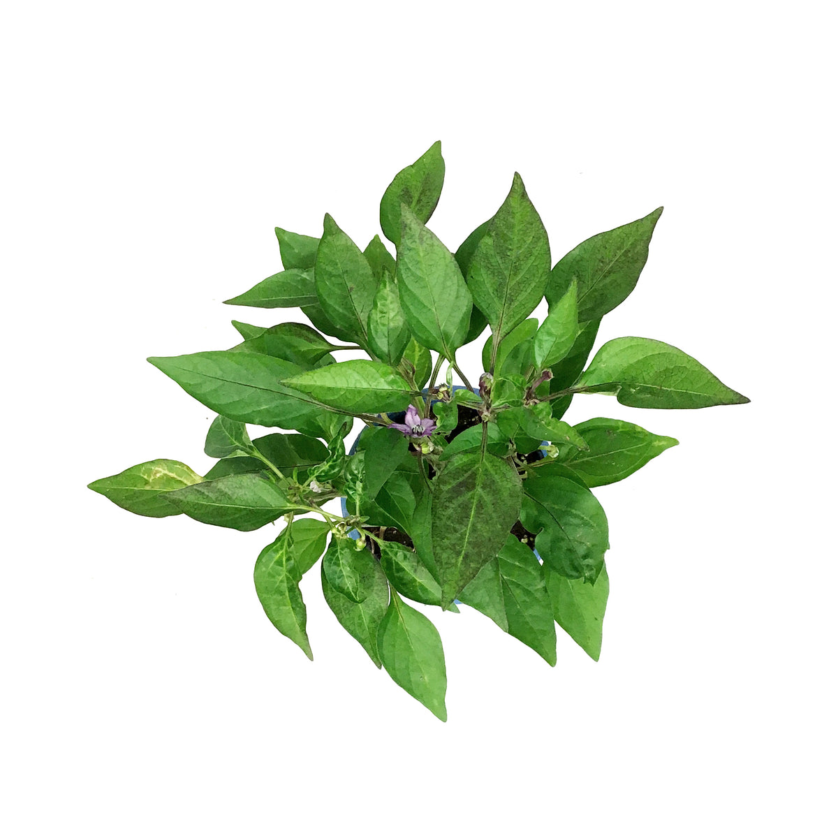 Kitchen Minis™ Hot Pepper, 4in, Cosmo – Floral Acres Greenhouse ...