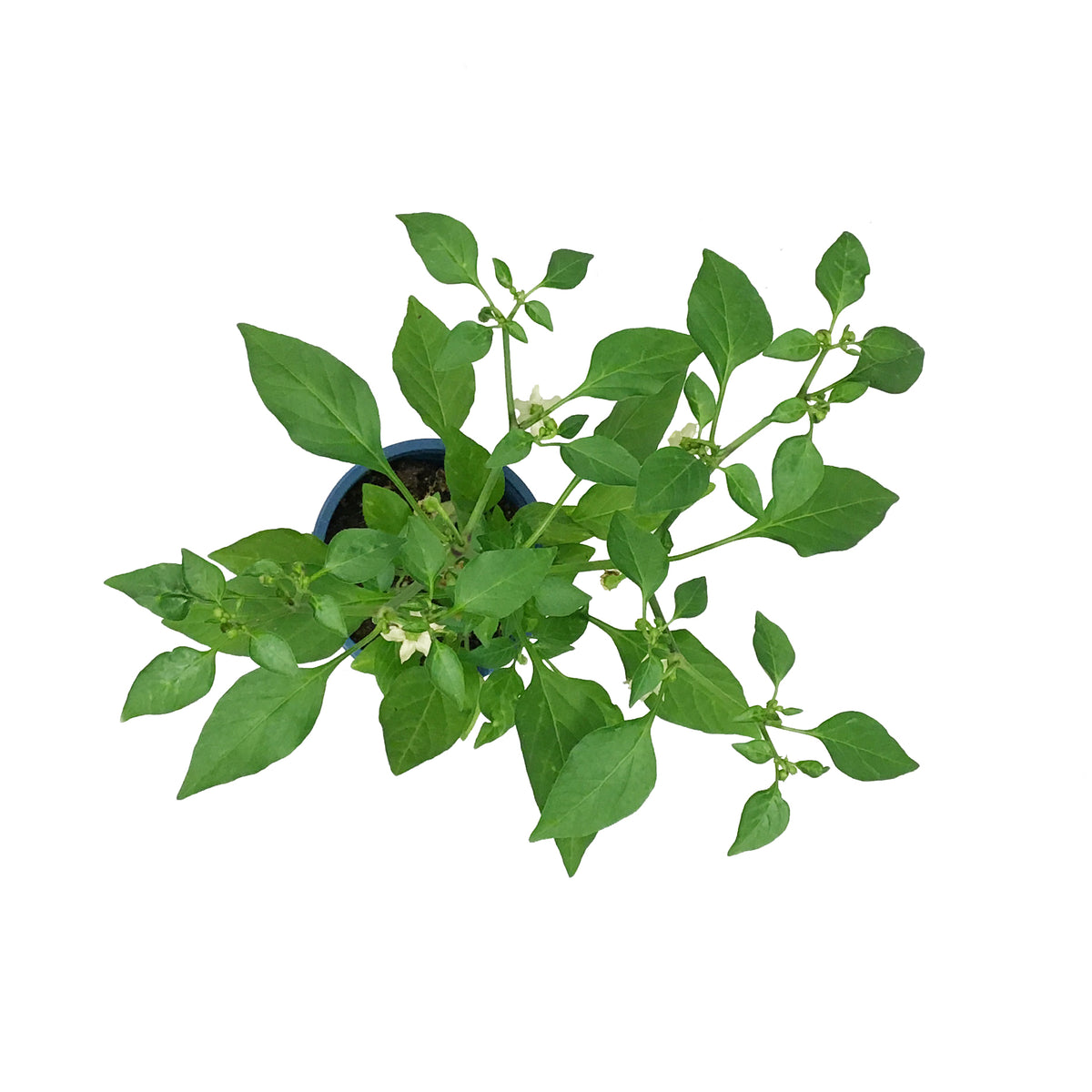 Kitchen Minis™ Hot Pepper, 4in, Piñata – Floral Acres Greenhouse ...