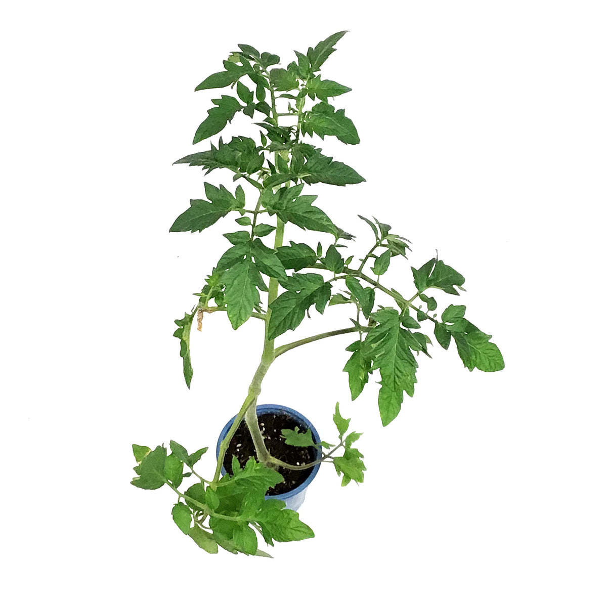 Funky Foods Tomato, 4in, Skyreacher – Floral Acres Greenhouse & Garden ...