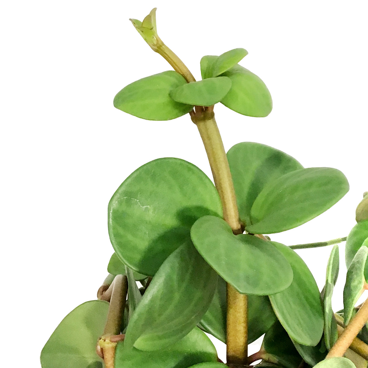 Peperomia, 10in, Hope, Hanging Basket – Floral Acres Greenhouse ...