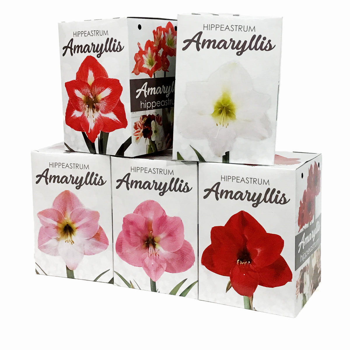 Amaryllis Bulb Gift Kit, Assorted Varieties – Floral Acres Greenhouse ...