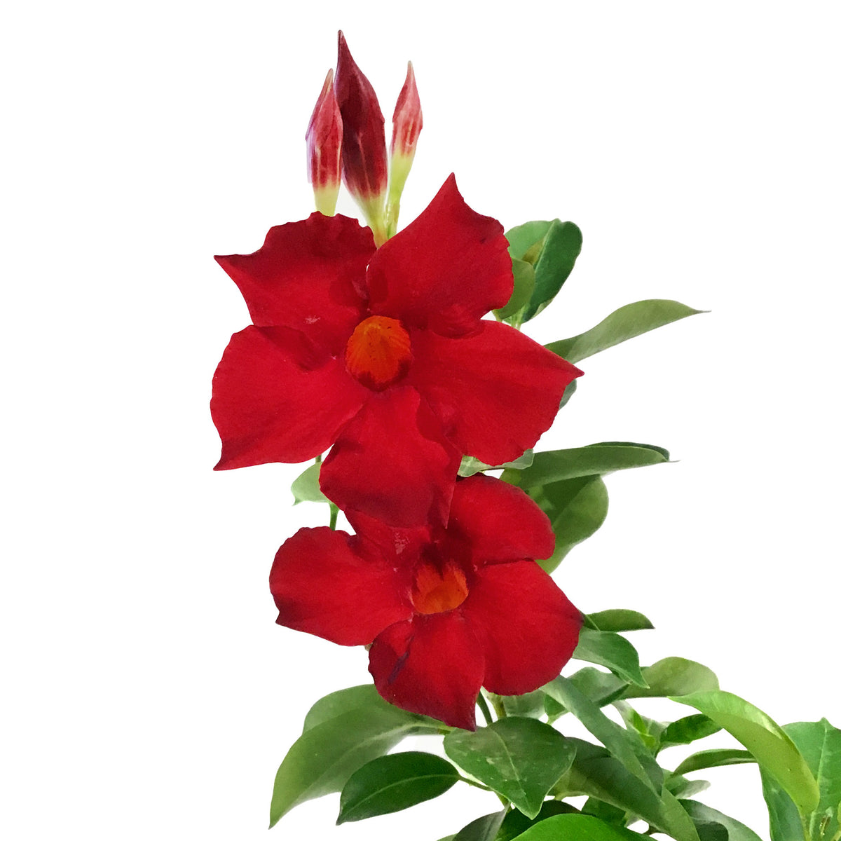 Mandevilla, 4in, Dark Red – Floral Acres Greenhouse & Garden Centre