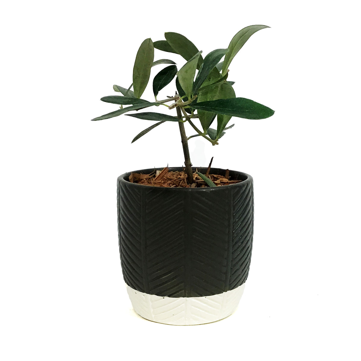 Olive, 9cm, in Ceramic Pot – Floral Acres Greenhouse & Garden Centre