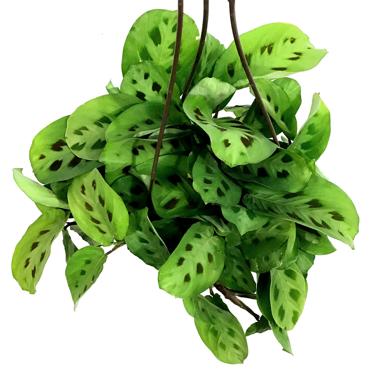 Maranta, 6.5in Hanging Basket, Prayer Plant – Floral Acres Greenhouse ...