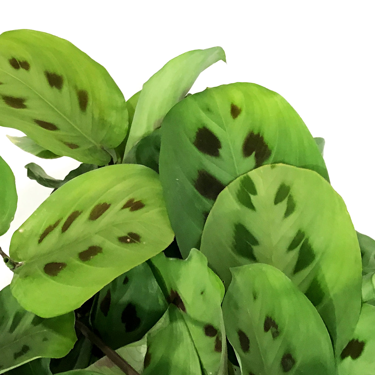 Maranta, 6.5in Hanging Basket, Prayer Plant – Floral Acres Greenhouse ...