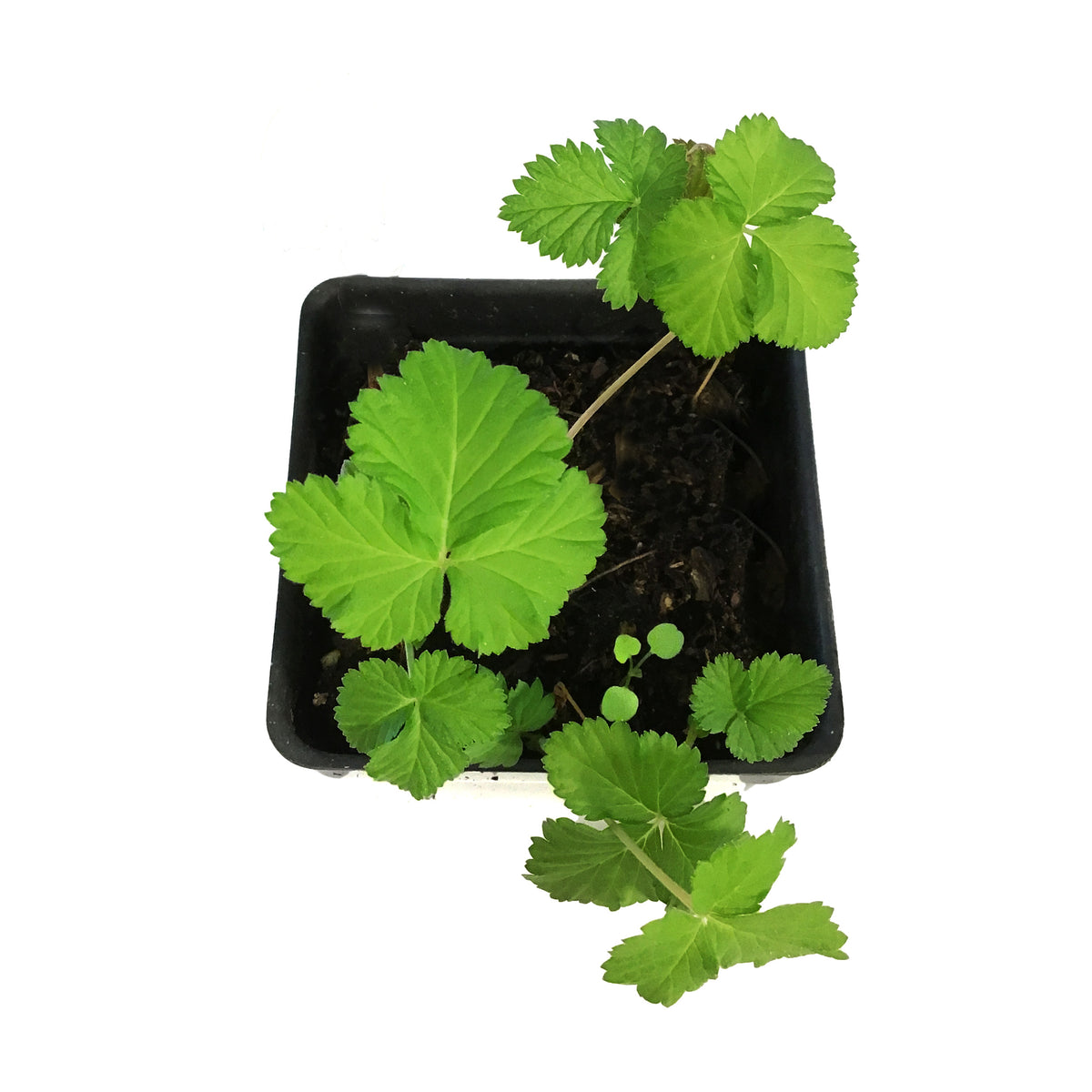 Raspberry, 2.5in, Valentina (groundcover) – Floral Acres Greenhouse ...