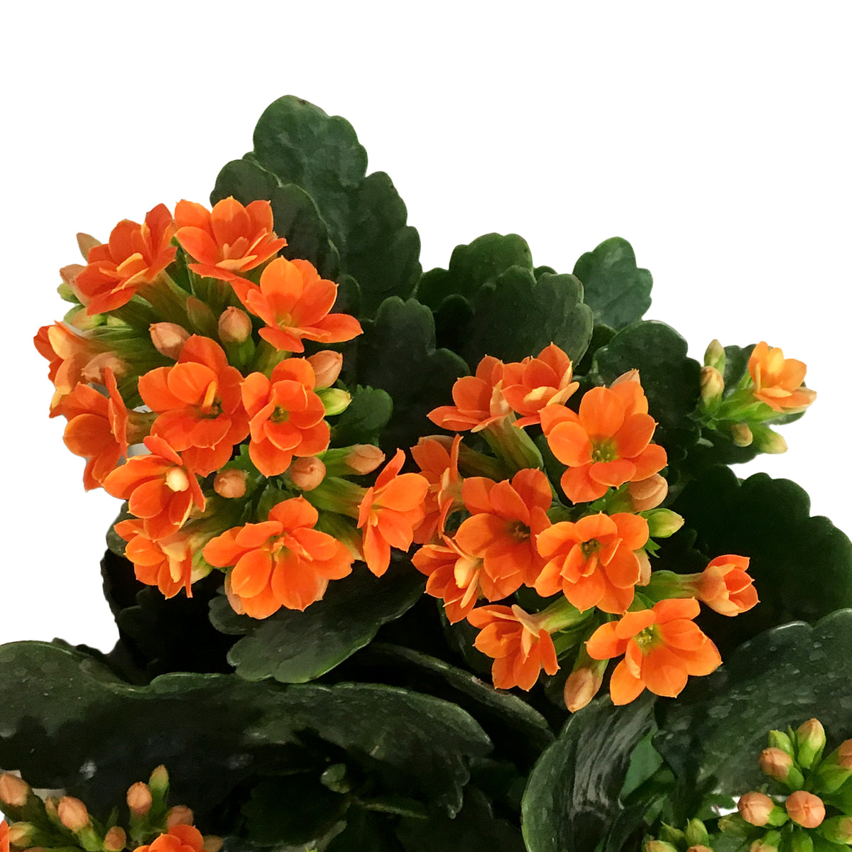 Calandiva Kalanchoe, 4in, Mandala Double Orange – Floral Acres ...