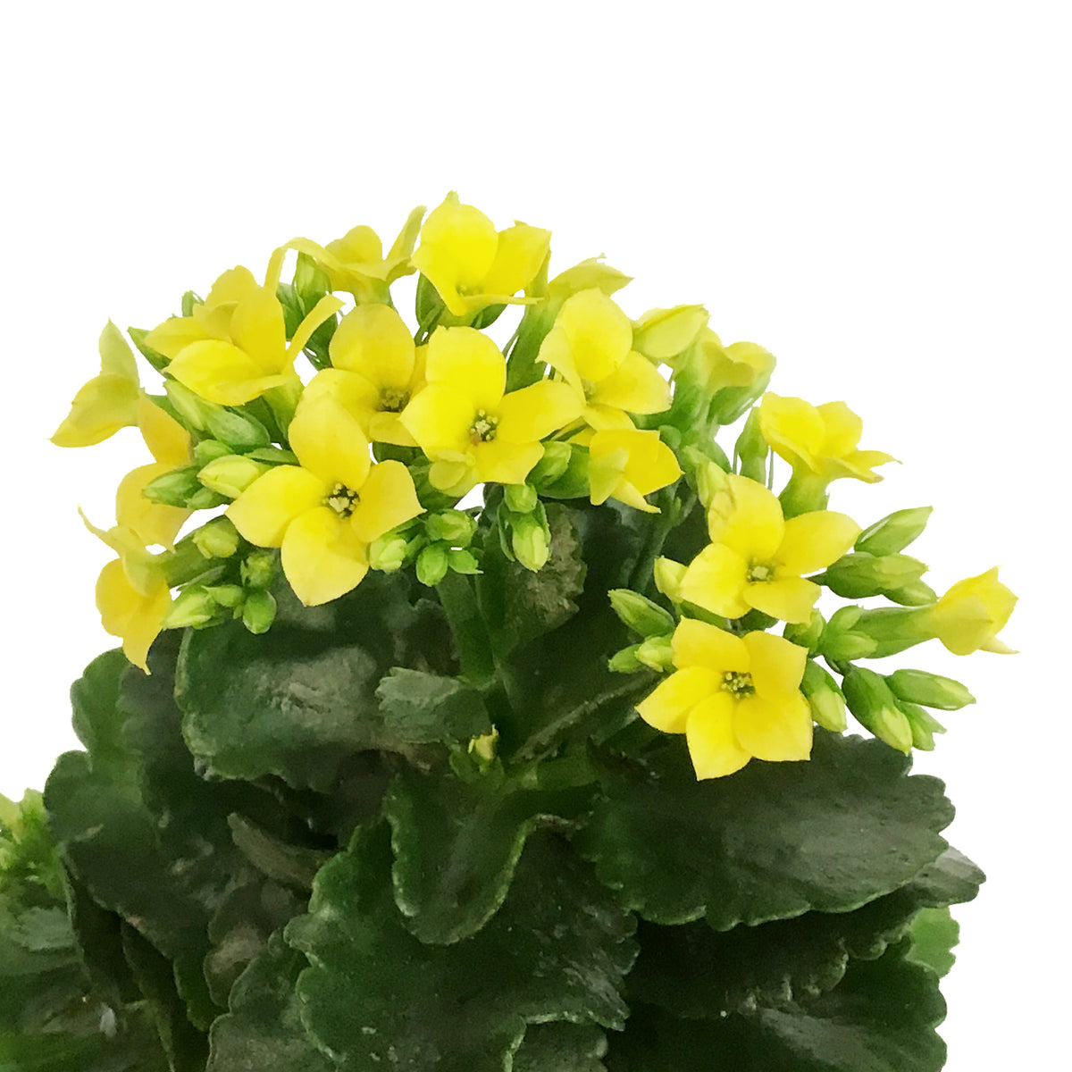Calandiva Kalanchoe, 4in, Mandala Yellow – Floral Acres Greenhouse ...