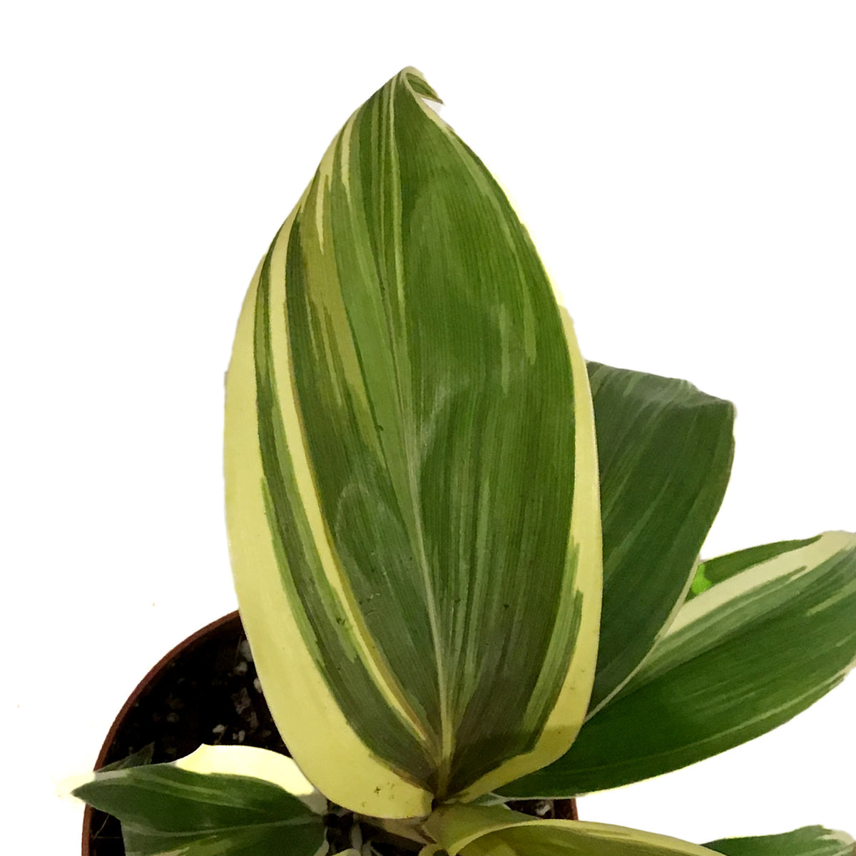 Cordyline, 4in, Miss Andrea – Floral Acres Greenhouse & Garden Centre